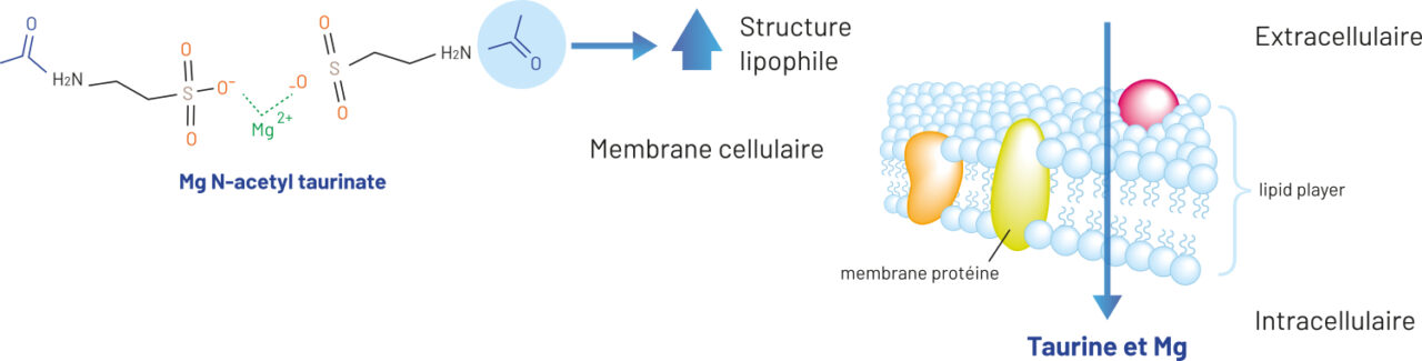 Magnesium Acetyltaurinate ATA Mg®