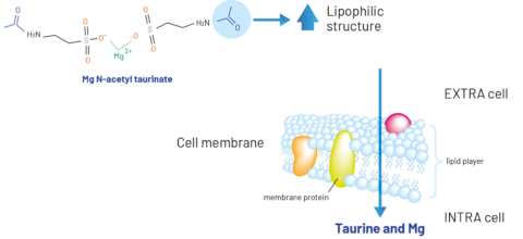 Magnesium Acetyltaurinate ATA Mg®